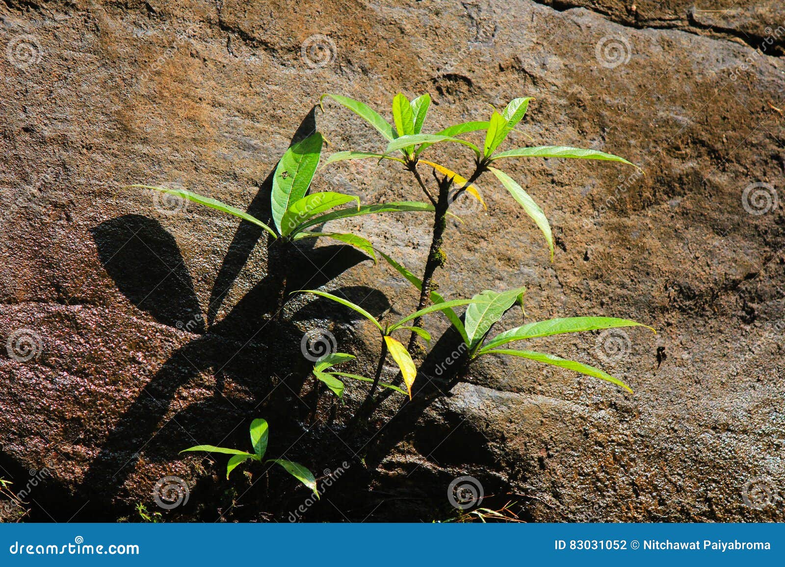 Sprout in the rock stock photo. Image of beauty, textured - 83031052