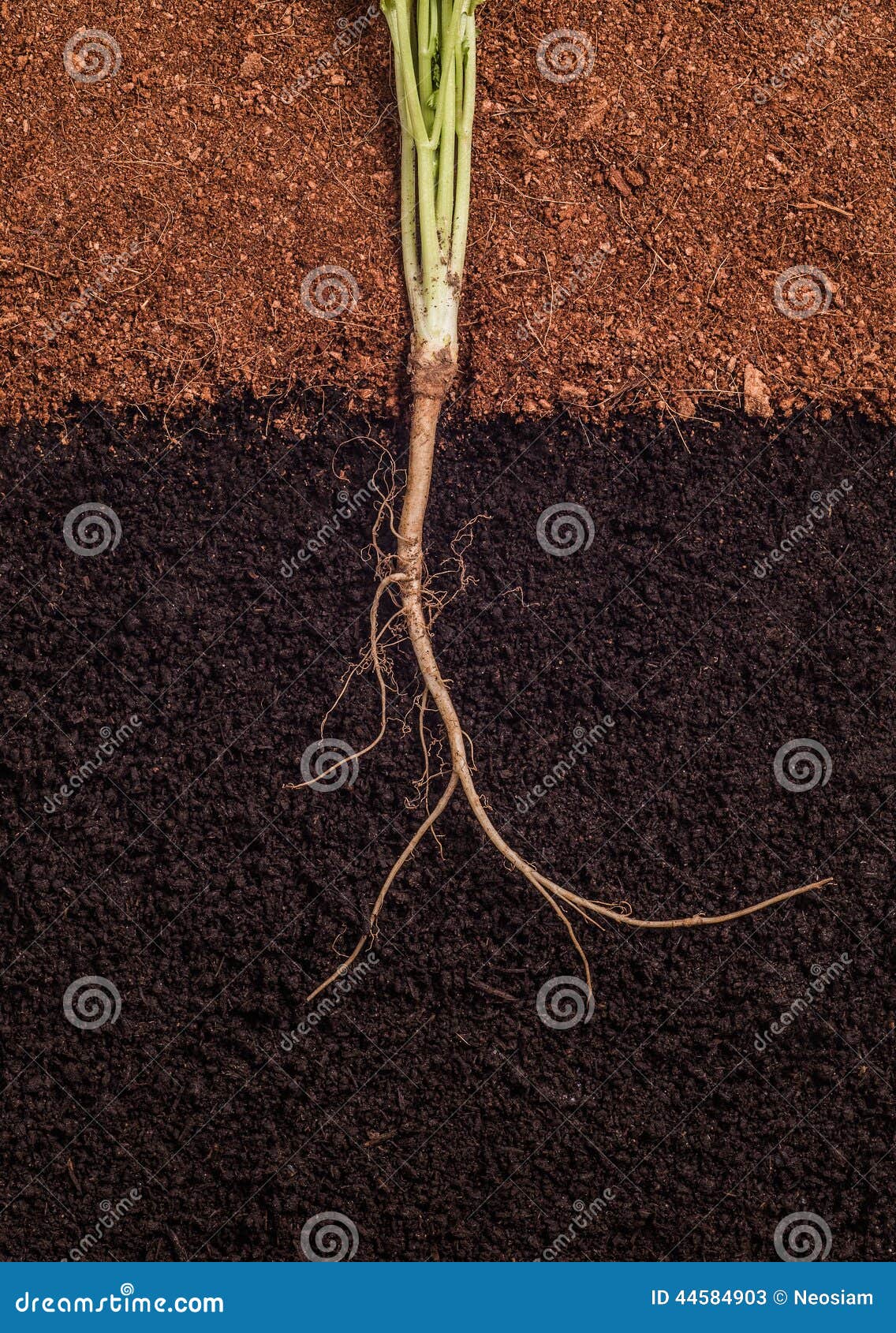 Sprout and Roots stock image. Image of seed, issues, small - 44584903