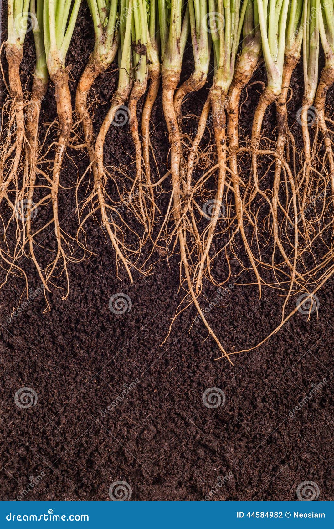 Sprout and Roots stock photo. Image of cross, ground - 44584982