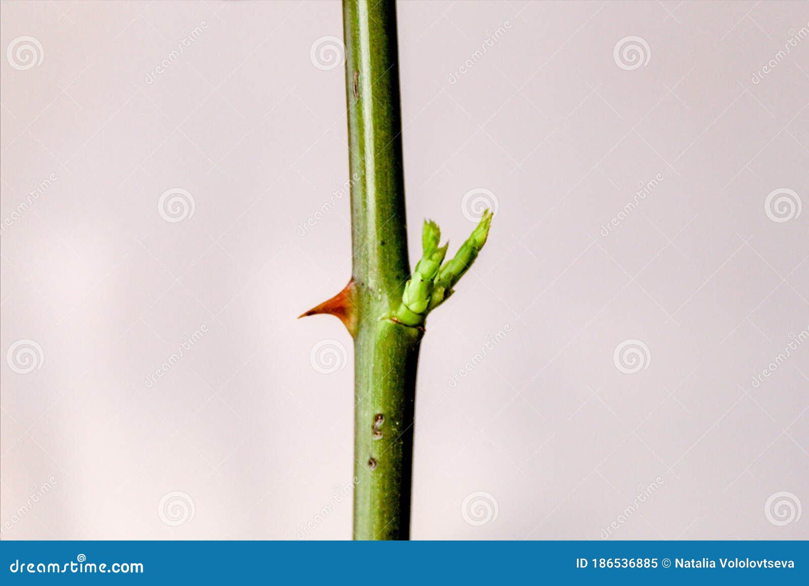Sprout of a Rose. in the Spring, the Rose Sprouted Stock Image - Image ...