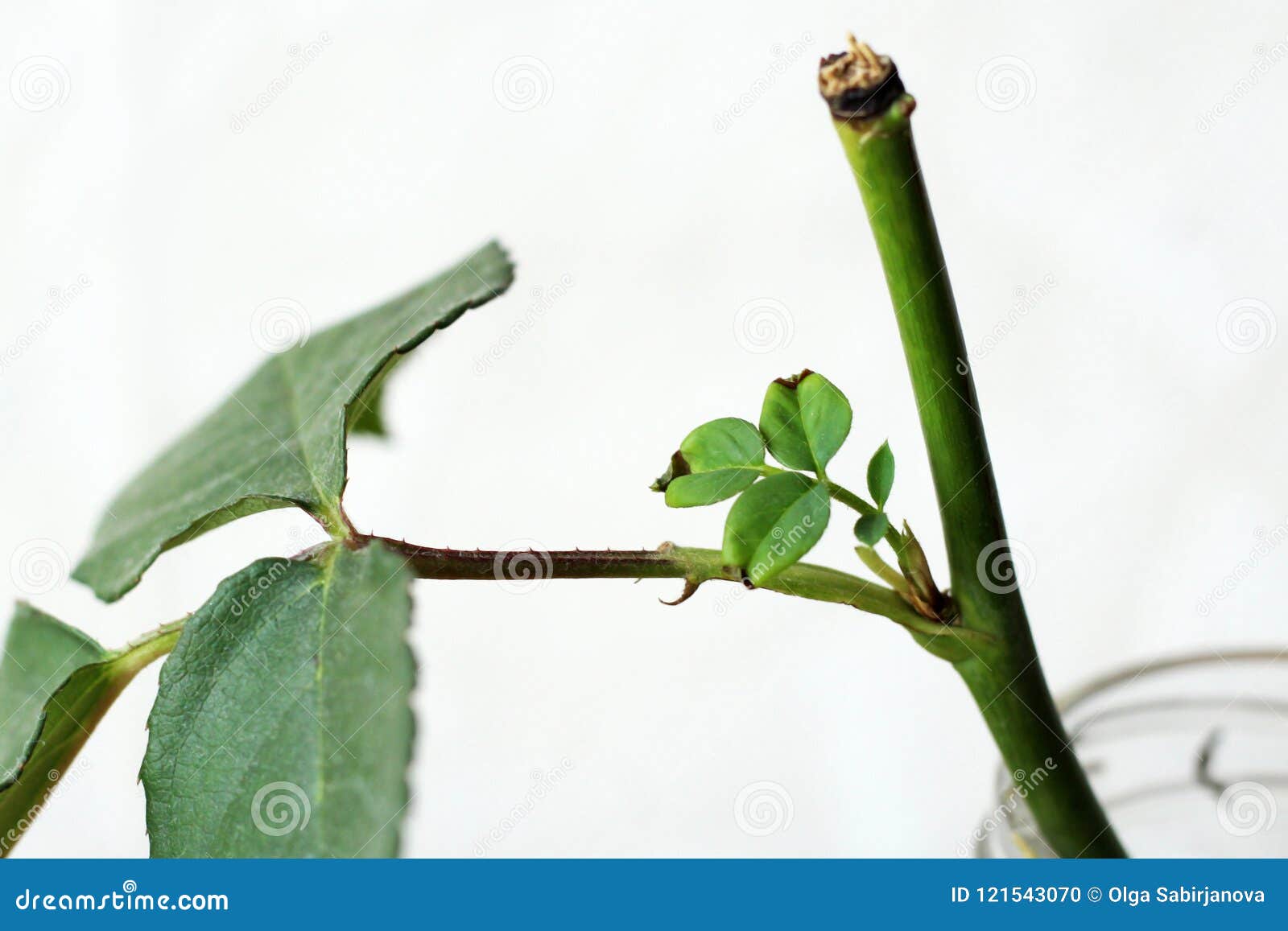 Sprout on Rose Stem on White Background Stock Photo - Image of natural ...