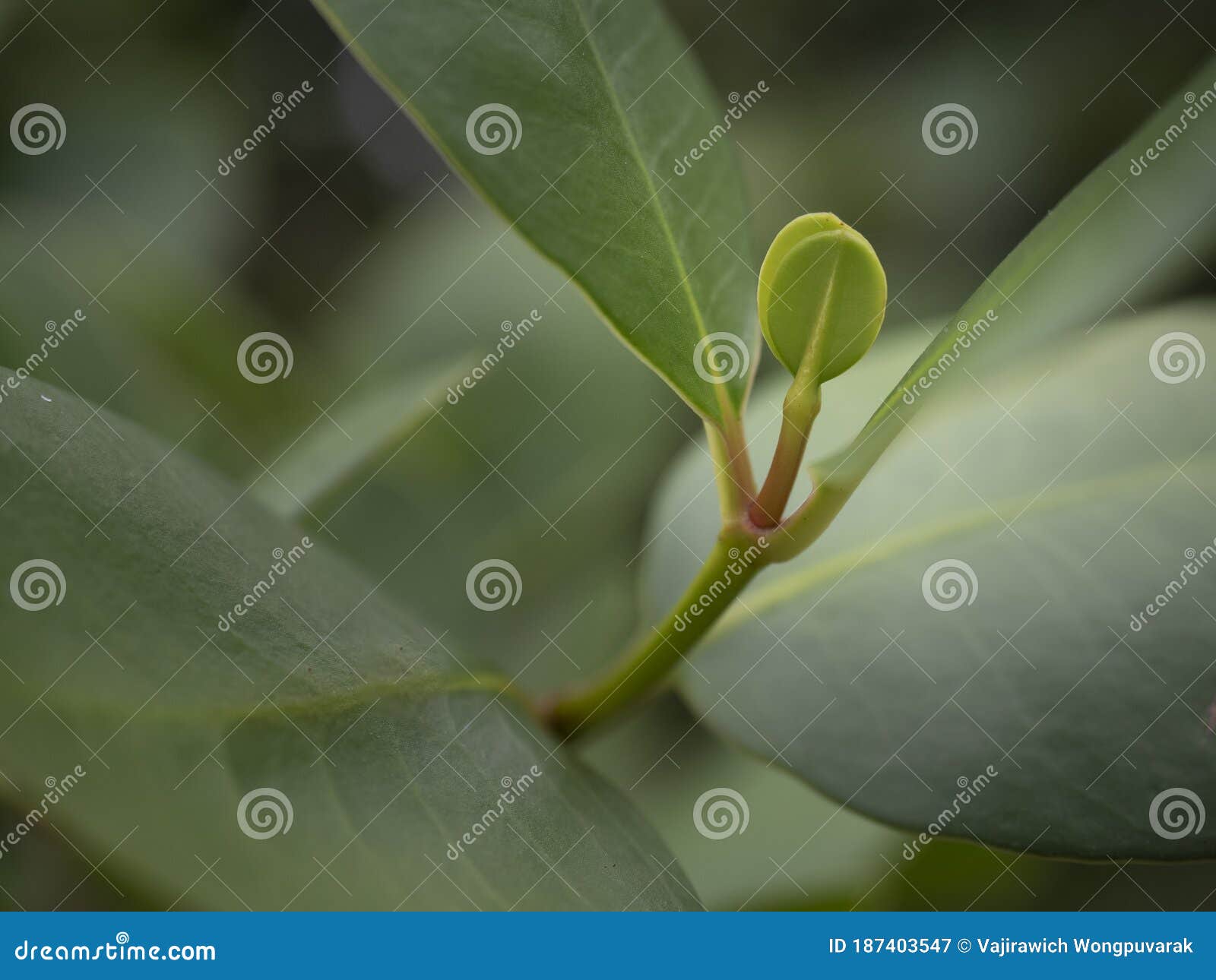 Sprout Round Leaf Texture Background with Copy Space Provided. Stock ...