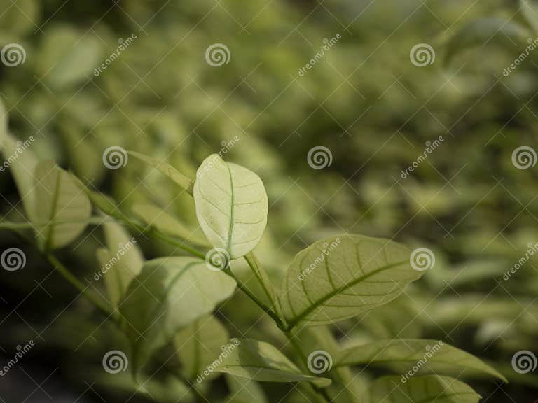 Sprout Round Leaf Texture Background with Copy Space Provided. Stock ...