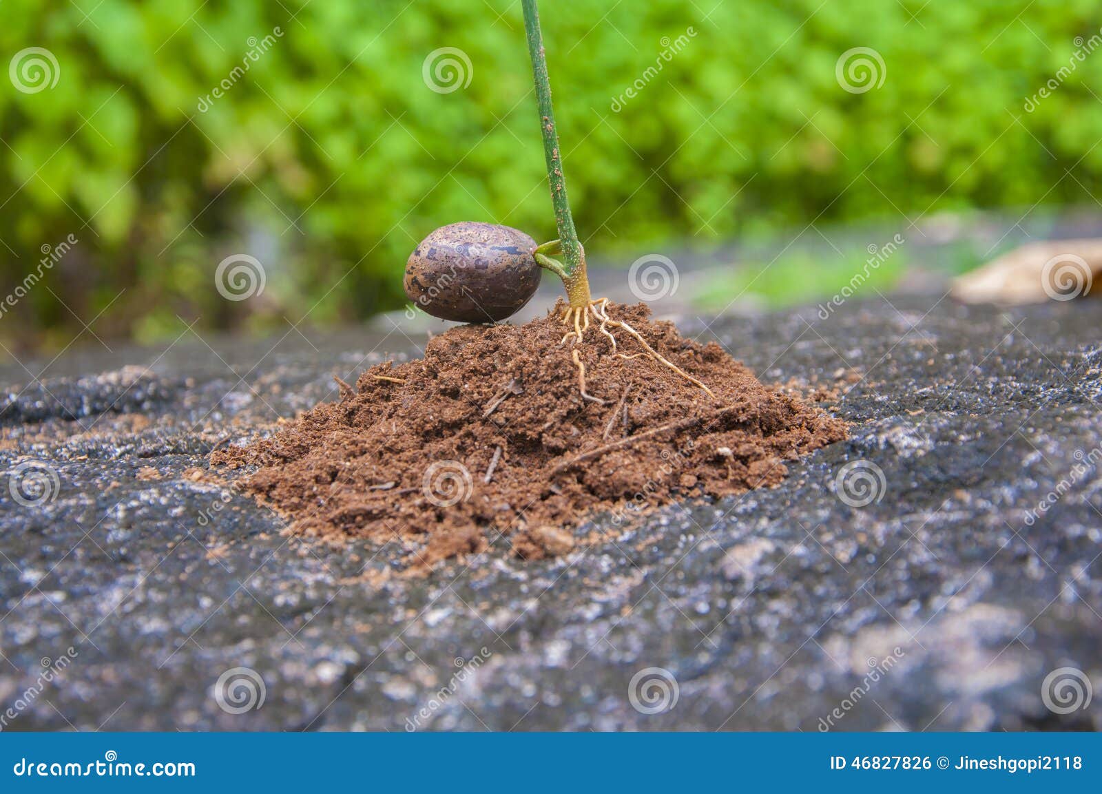 Rubber Seed. Rubber Seed Pile. Kerala. Childhood Nostalgia. Close Up ...