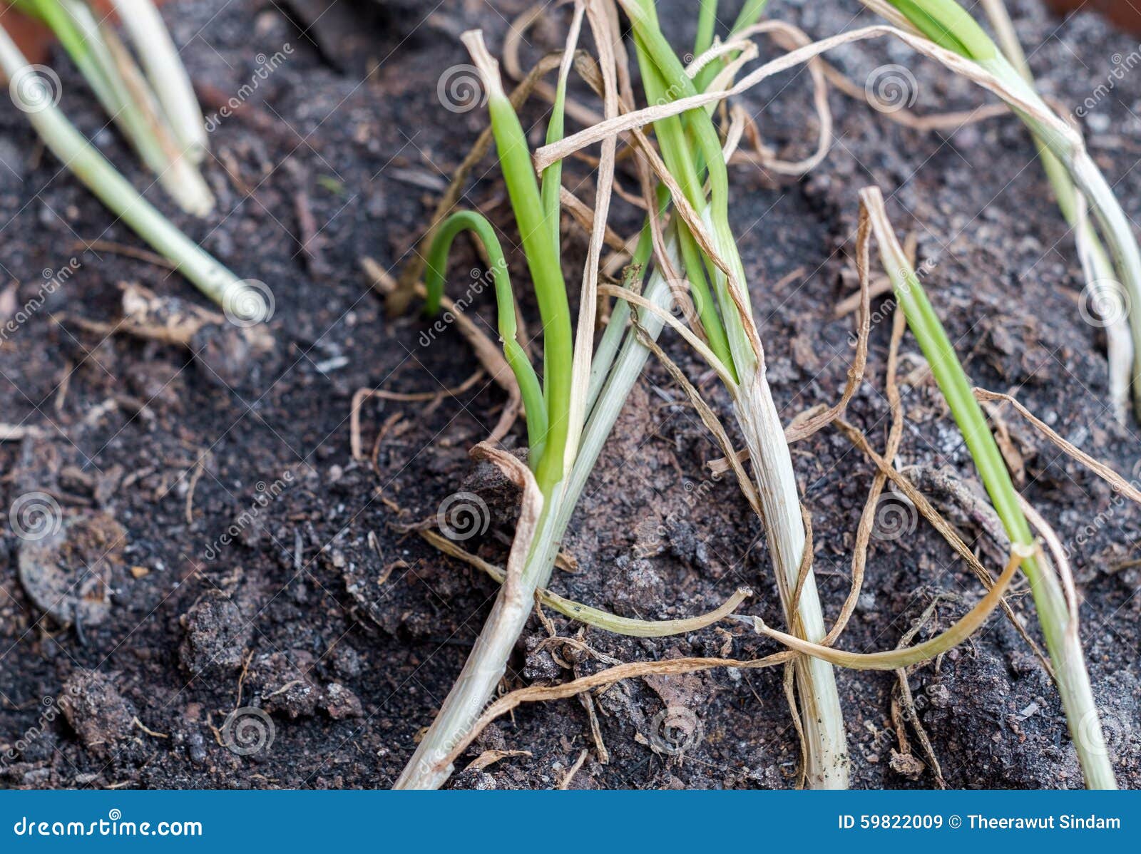 Sprout of Scallion on Soil or Green Onion Stock Image - Image of nature ...