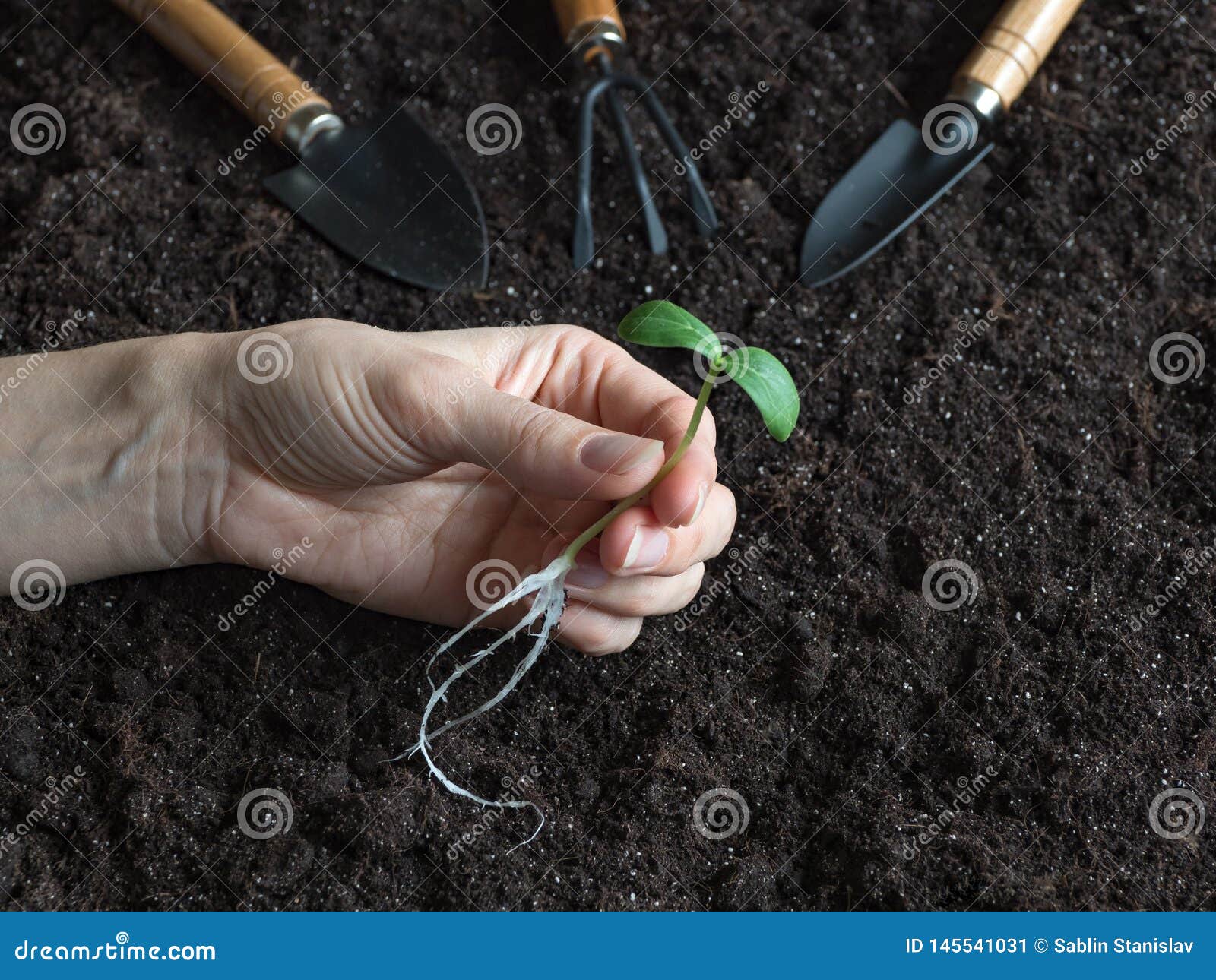 Sprout Seedling in Hand before Planting in the Ground Stock Image ...