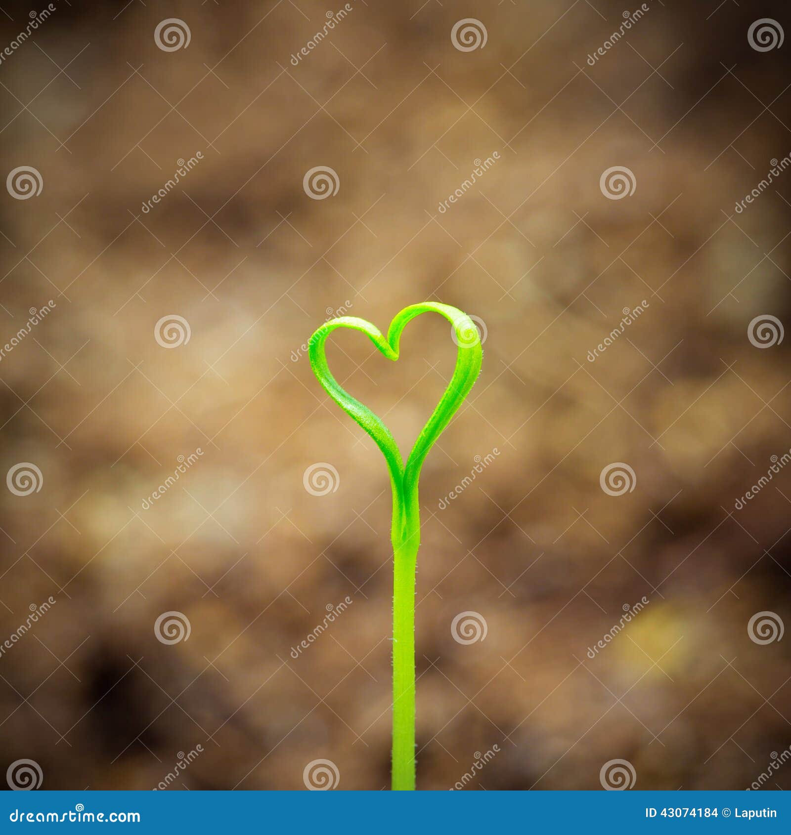Sprout in the Shape Heart stock photo. Image of care - 43074184