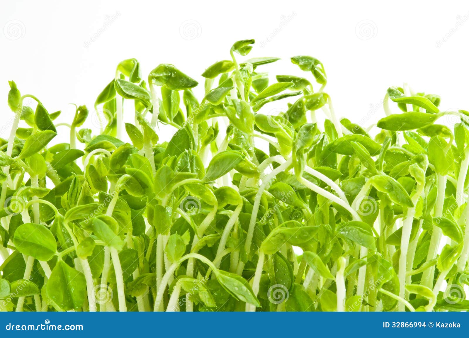 Sprout stock photo. Image of healthy, edible, green, vegetable - 32866994