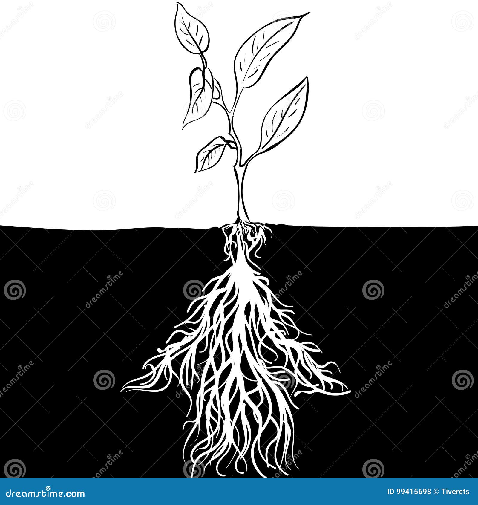 Growing Crooked Coconut Palm Tree, Sloping Trunk And Green Leaves On ...