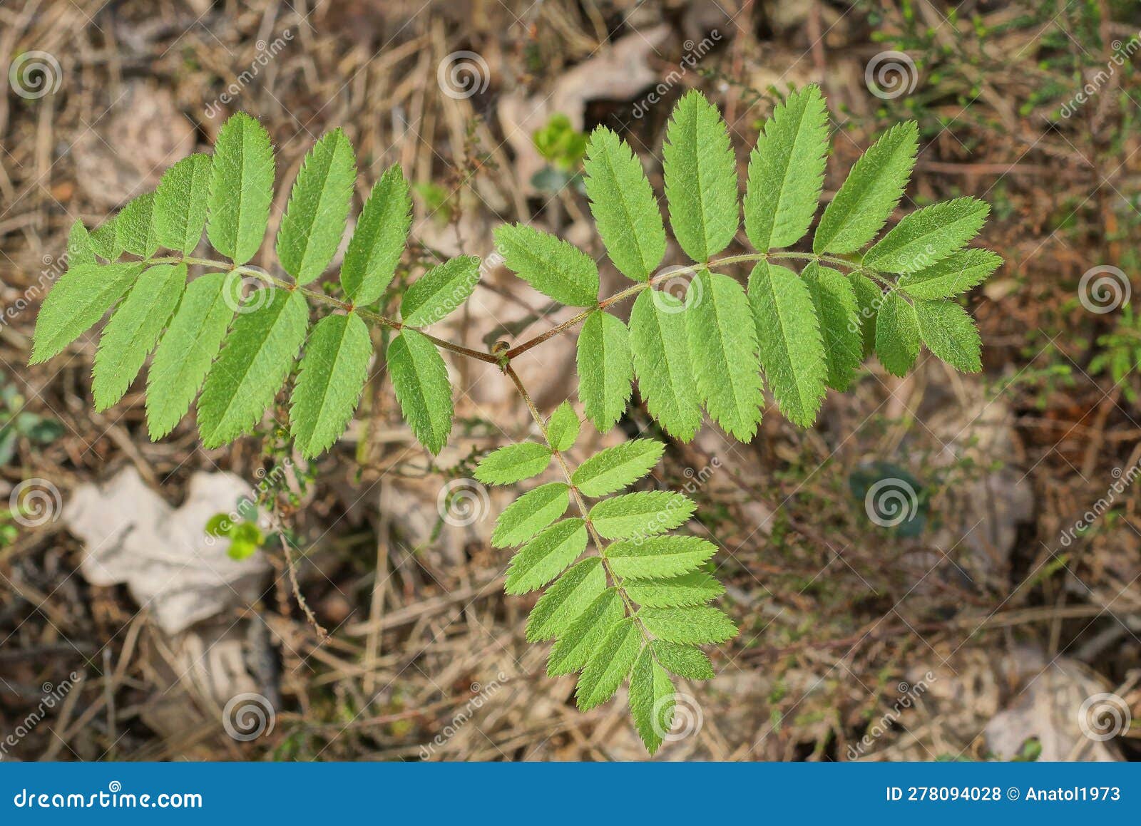 Sprout of a Small Rowan Tree with Branches Stock Photo - Image of ...