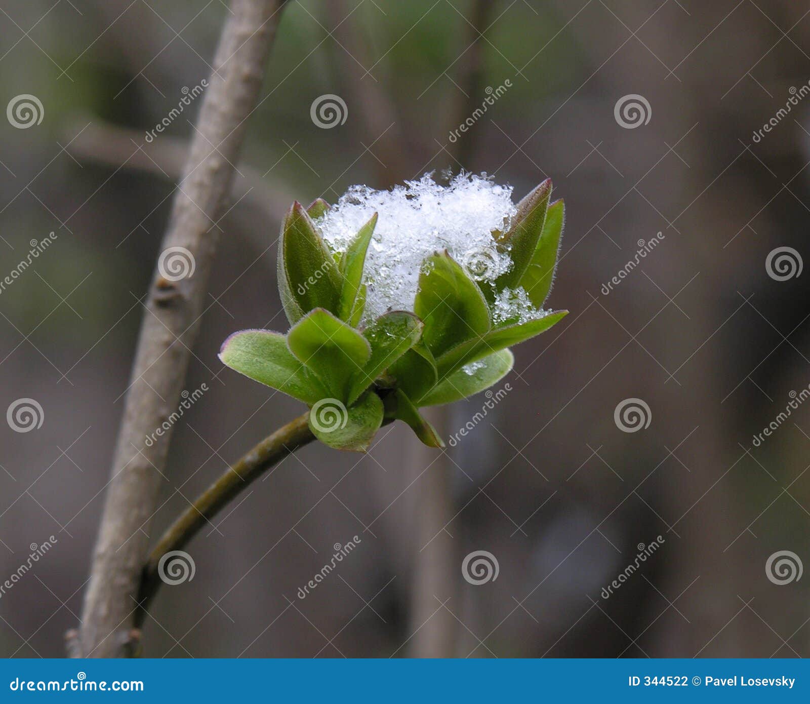 Sprout snow stock photo. Image of warmth, change, evolve - 344522