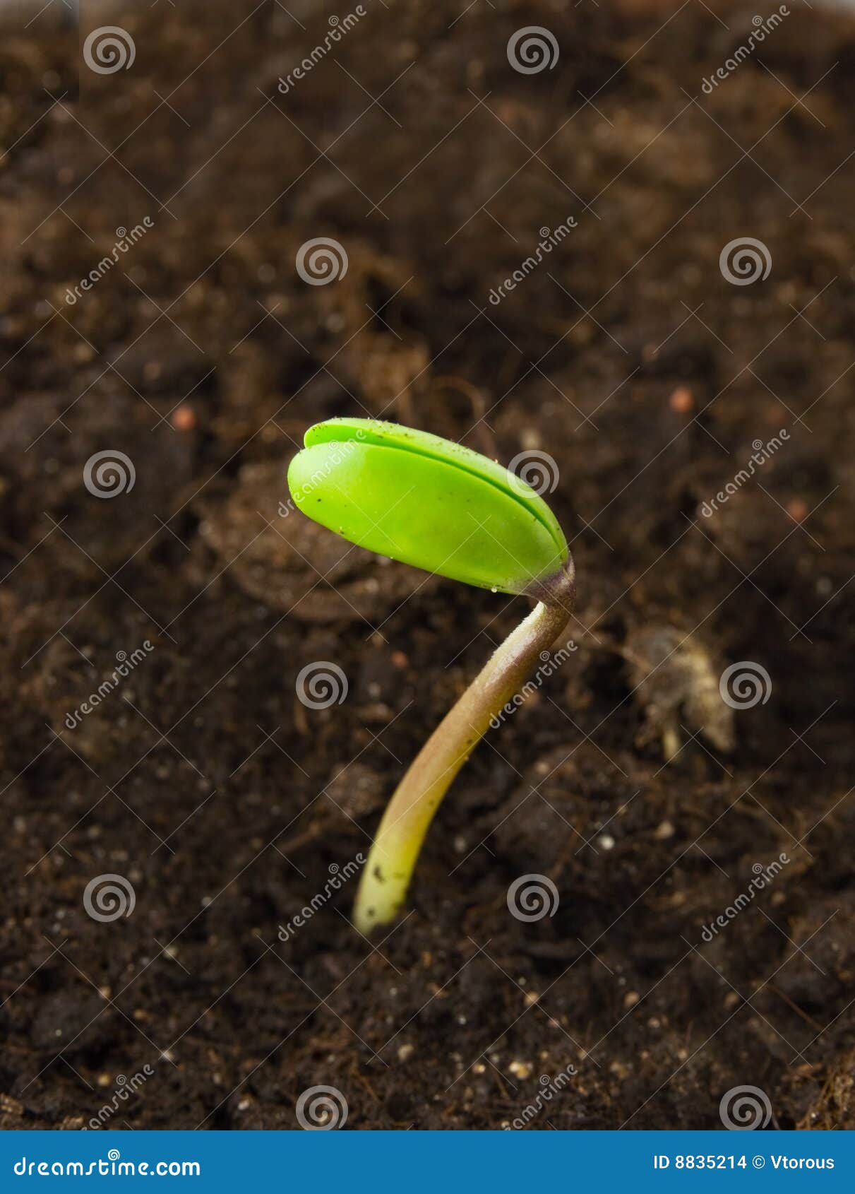 Sprout of soy stock photo. Image of nature, healthy, immature - 8835214
