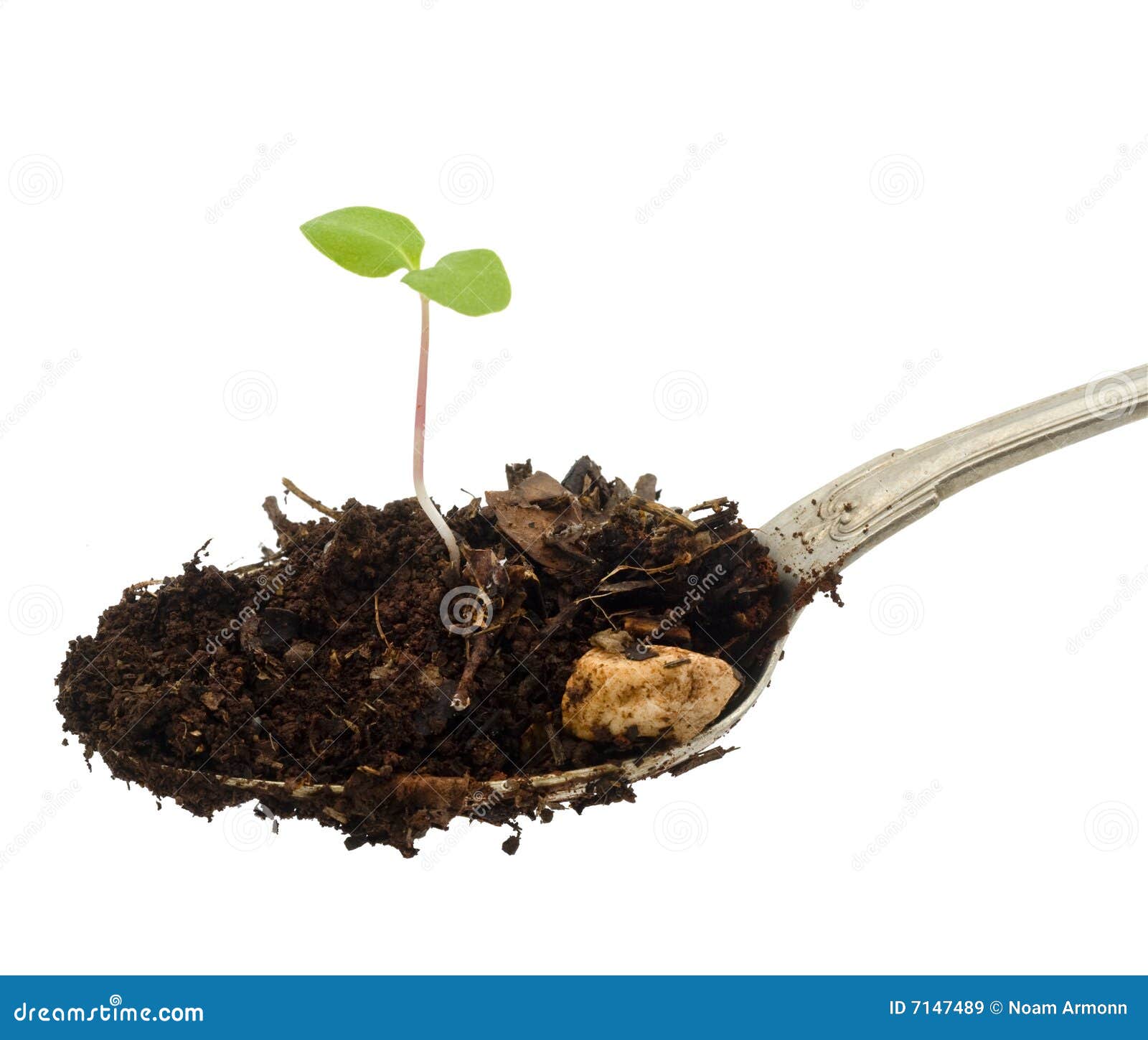 Sprout on a spoon stock image. Image of flora, agriculture - 7147489