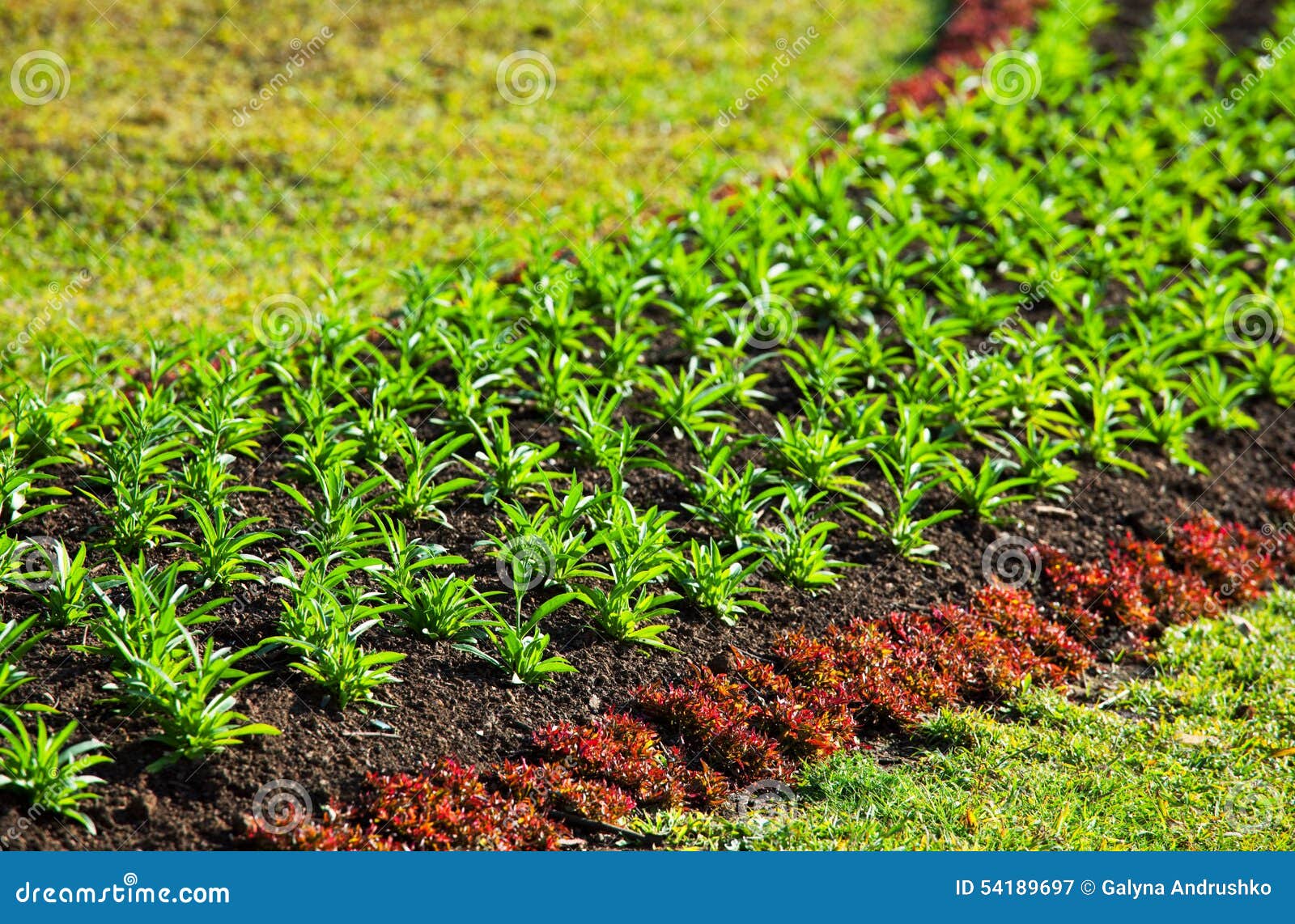 Sprout stock image. Image of organic, stem, vegetable - 54189697