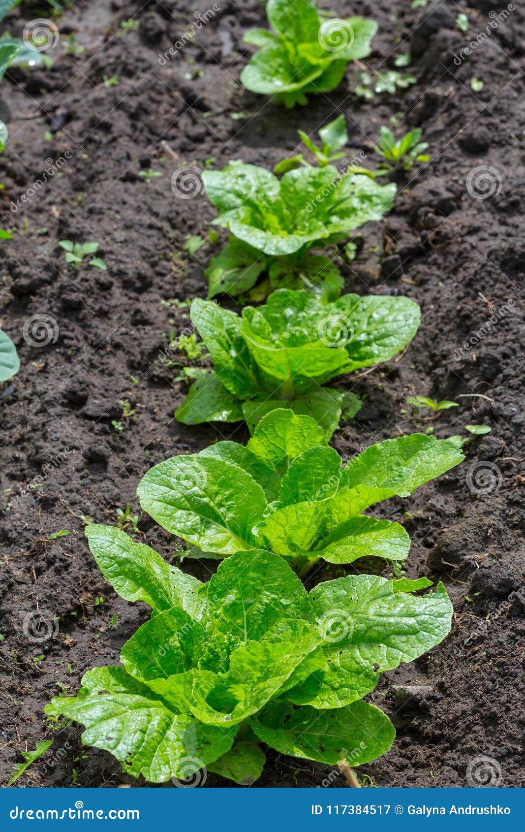 Sprout stock image. Image of dirt, foliage, concept - 117384517