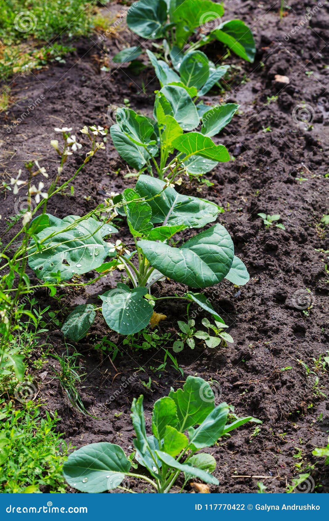 Sprout stock photo. Image of environment, green, small - 117770422