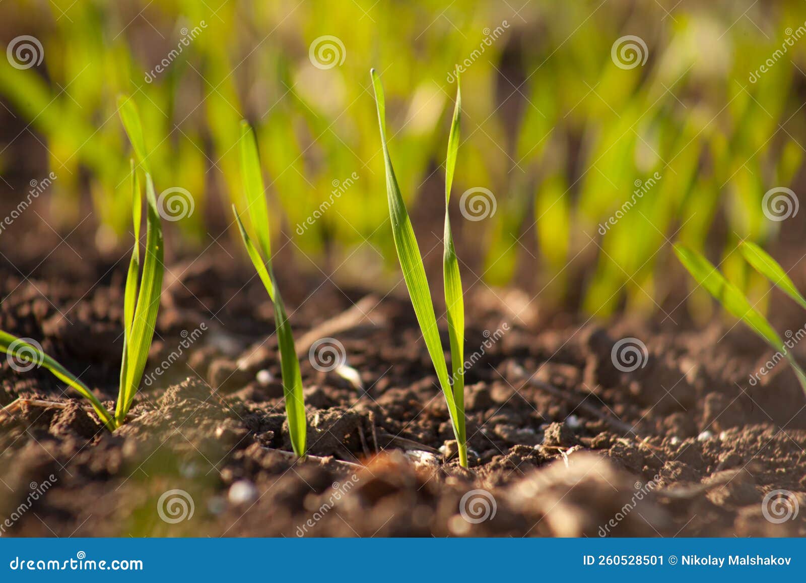 Sprout of Sprouted Wheat Grain, Concept of Grain Harvest in Agriculture ...