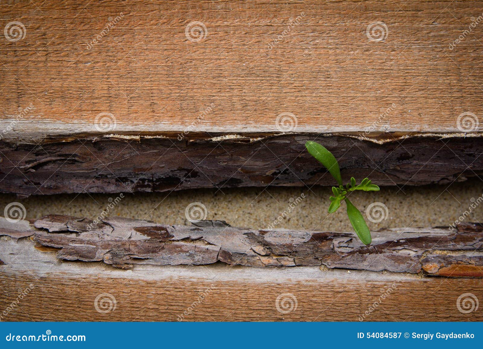 Sprout Sprouting Across the Wooden Floor Stock Image - Image of idea ...