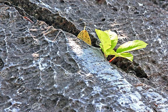 Sprout stone stock photo. Image of green, fresh, symbol - 89587854