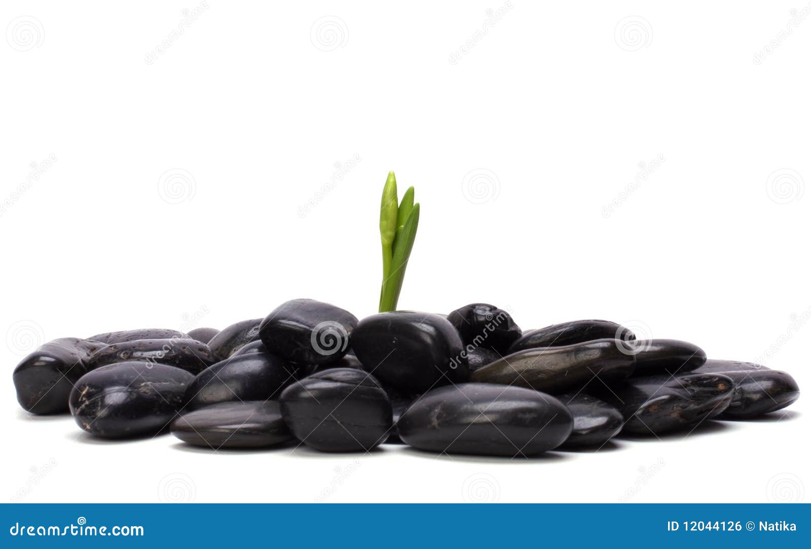 Sprout and stones stock photo. Image of plant, pebble - 12044126