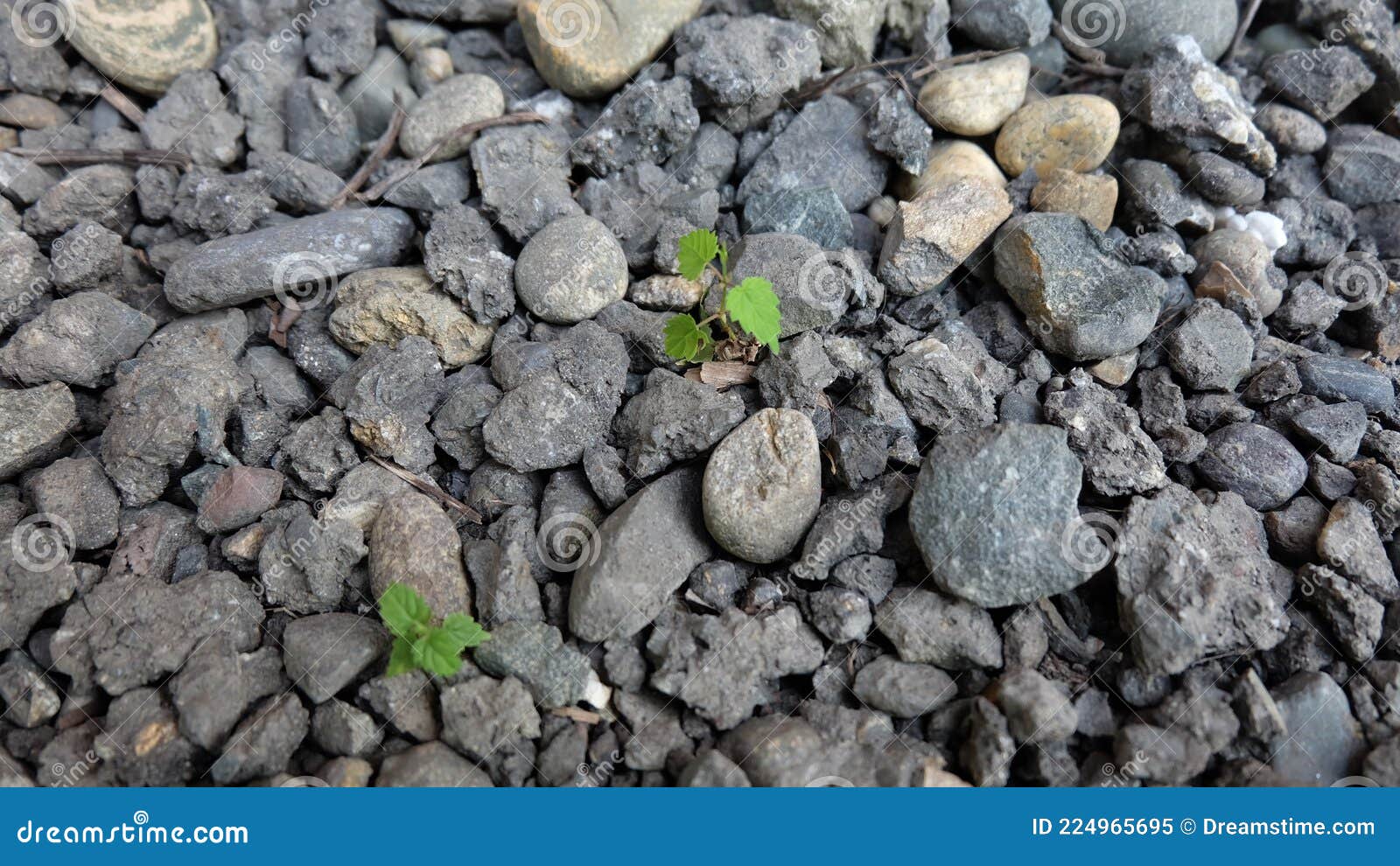 Sprout in the stones stock image. Image of sprout, grey - 224965695