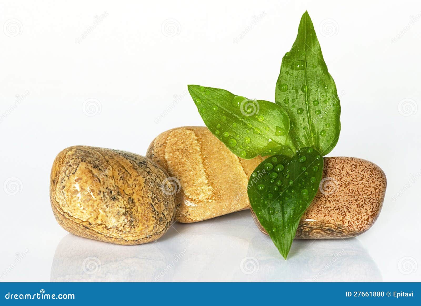 Sprout and stones stock photo. Image of beauty, fresh - 27661880