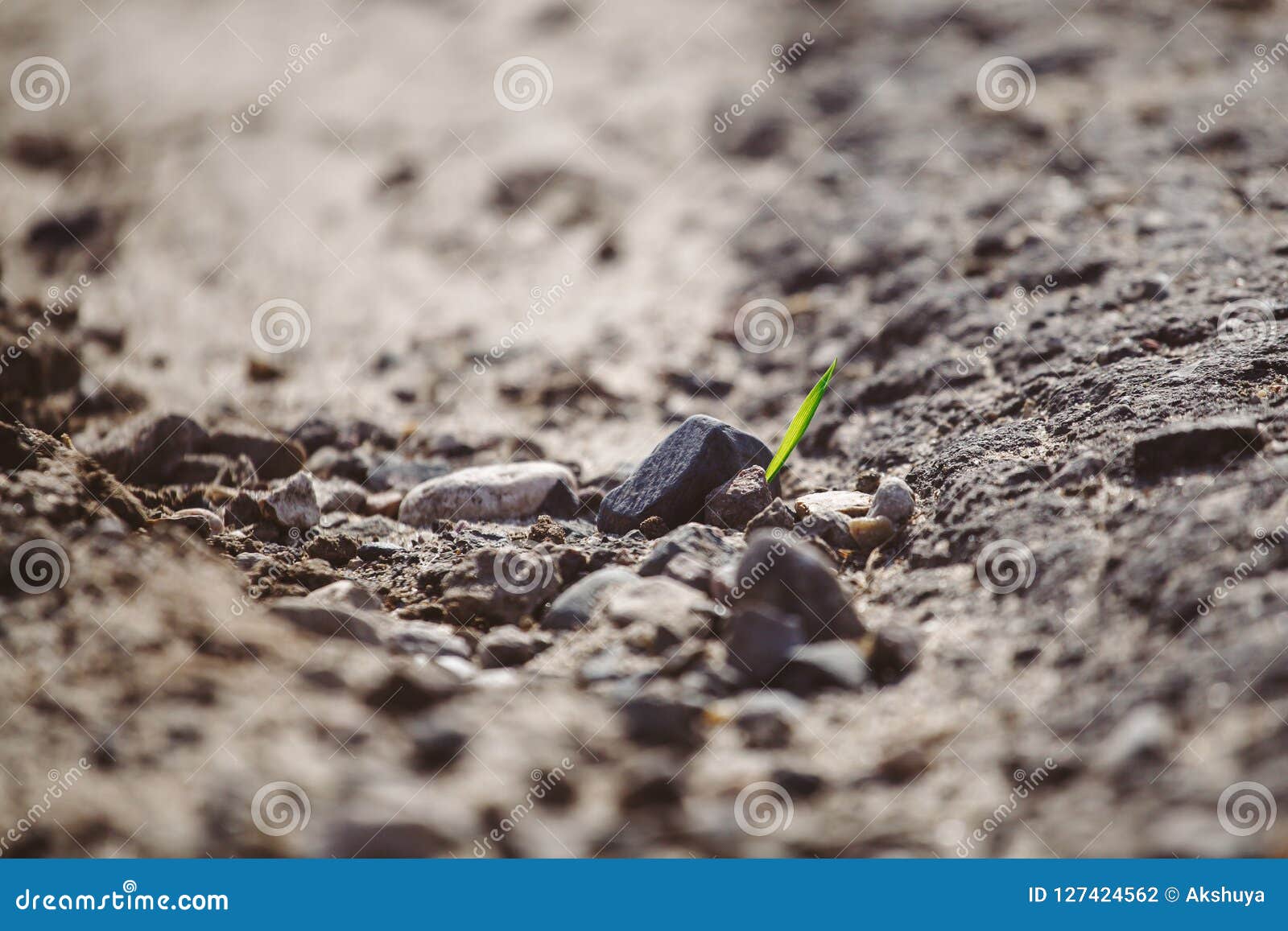 Sprout among the stones stock photo. Image of growth - 127424562