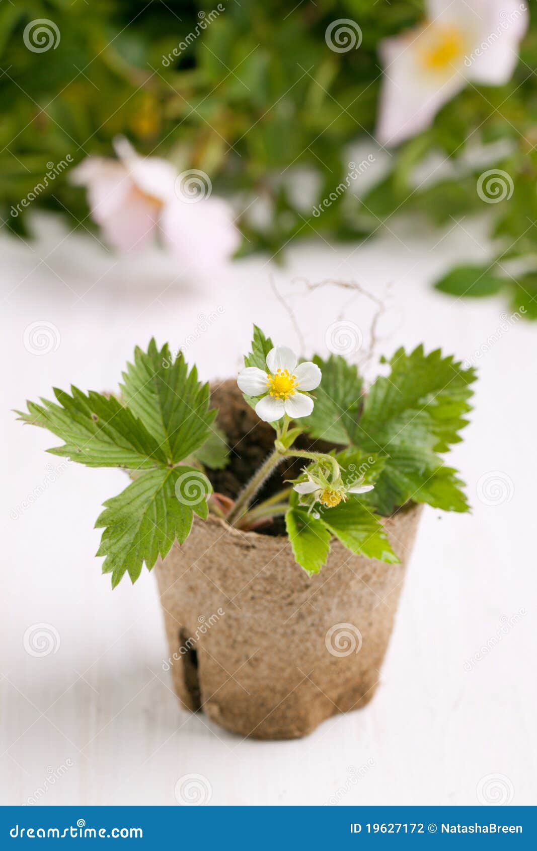 Sprout of strawberry stock photo. Image of vibrant, organic - 19627172
