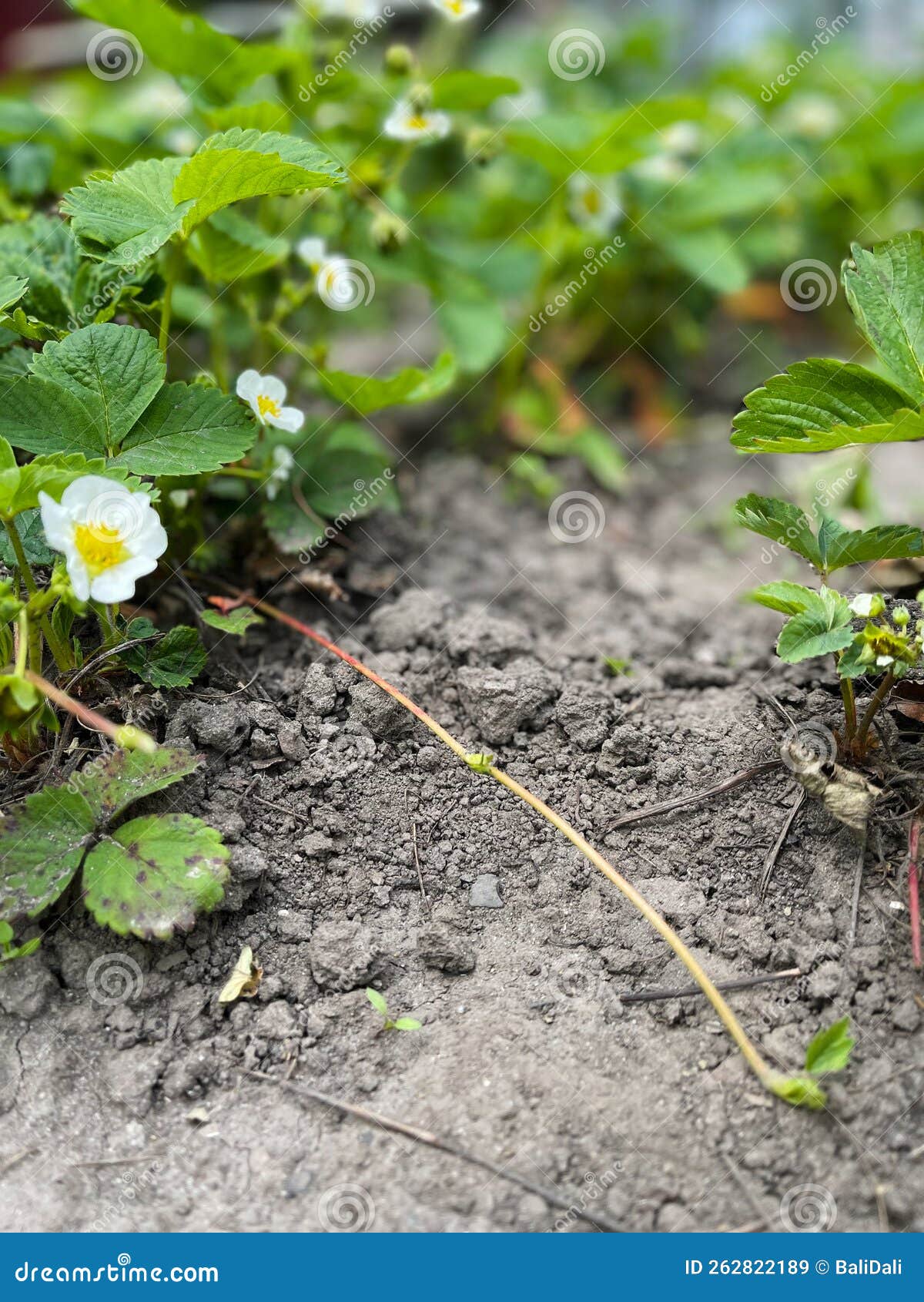 Plant Cutting With Stem And Single Leaf Of A Tropical `Scindapsus ...