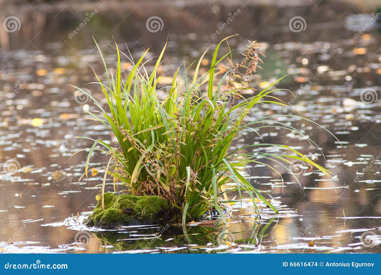 Sprout stump water stock photo. Image of botany, grass - 66616474