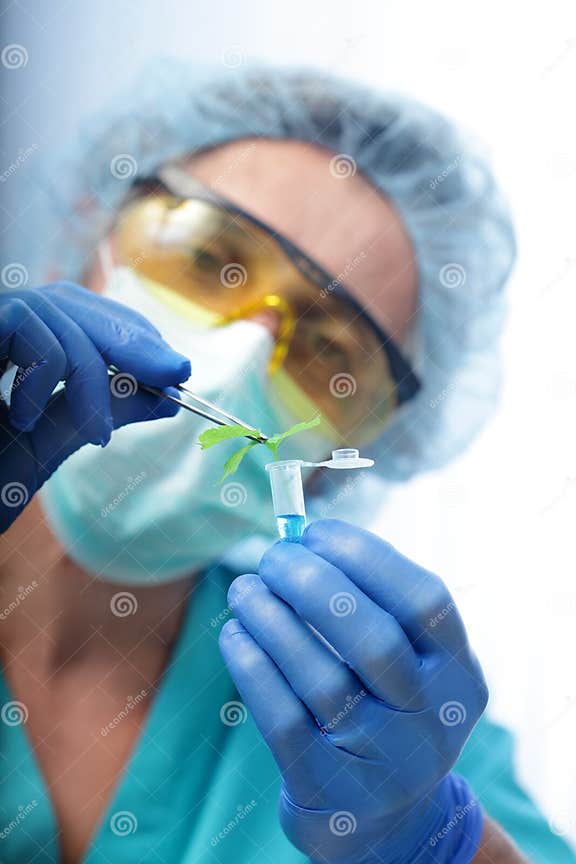 Sprout in test tube stock photo. Image of corn, leaves - 21028004