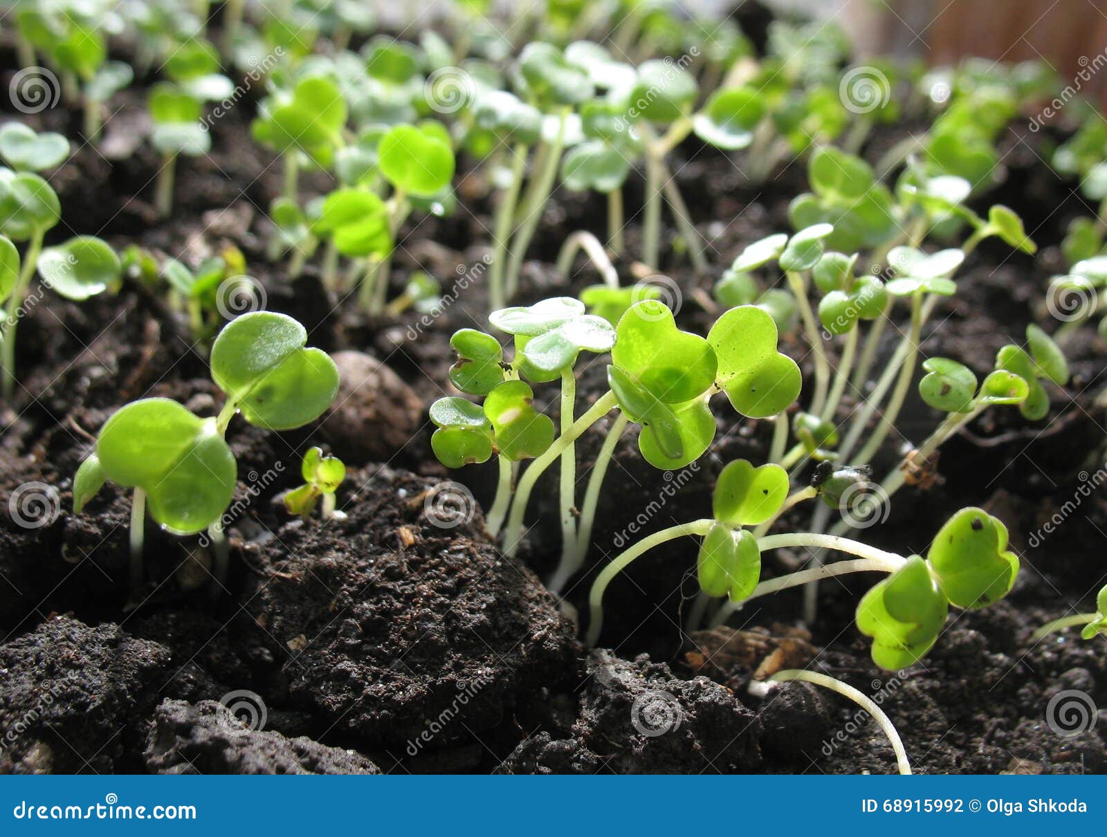 Sprout stock photo. Image of cultivated, closeup, hope - 68915992