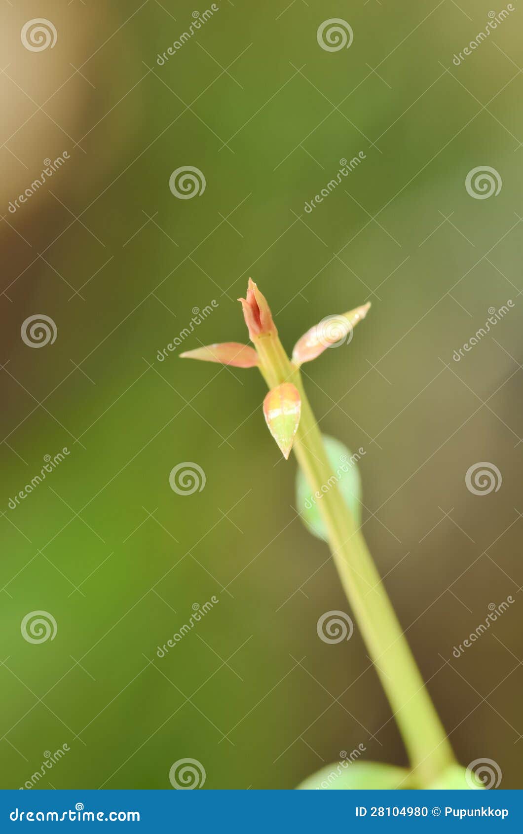 Sprout of tree branch stock photo. Image of beauty, country - 28104980