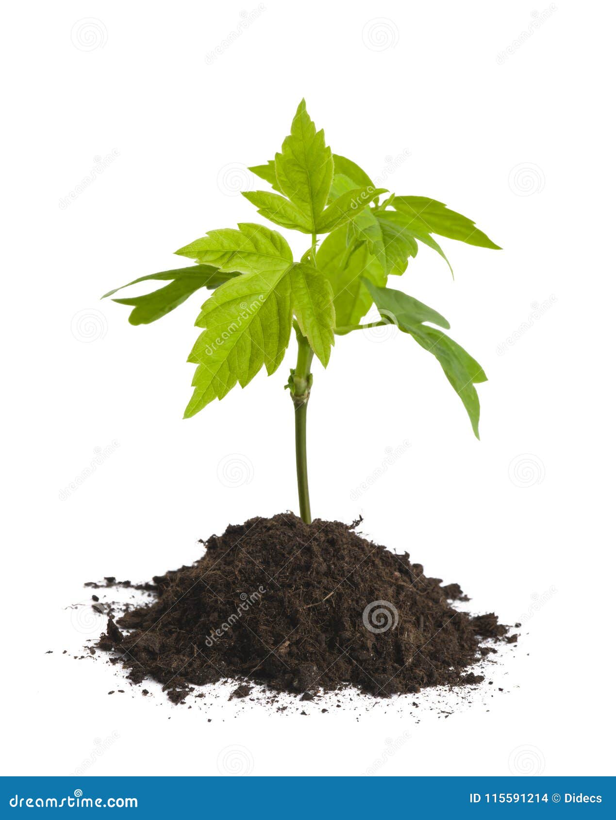 Sprout of Tree Growing in Soil Isolated on White Background Stock Photo ...