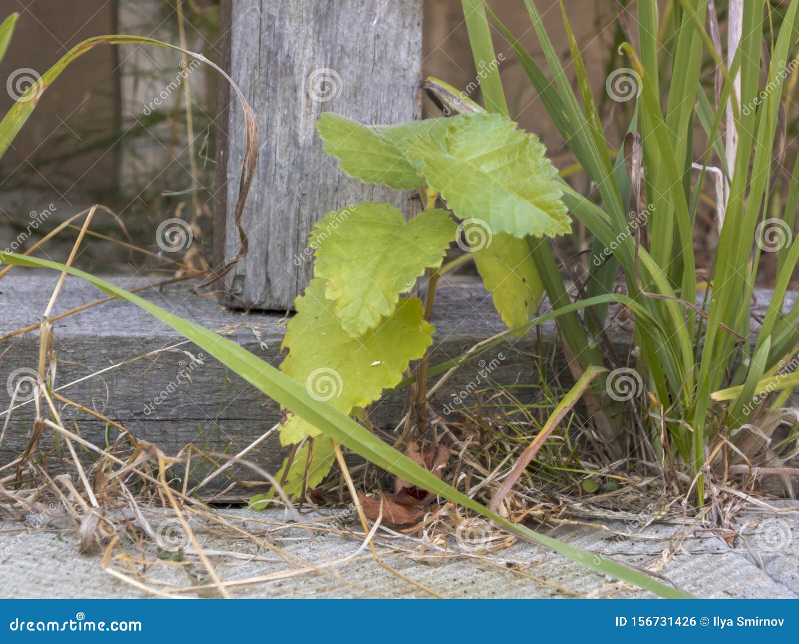 The Sprout of a Tree Grows through Tiles and Other Obstacles Stock ...