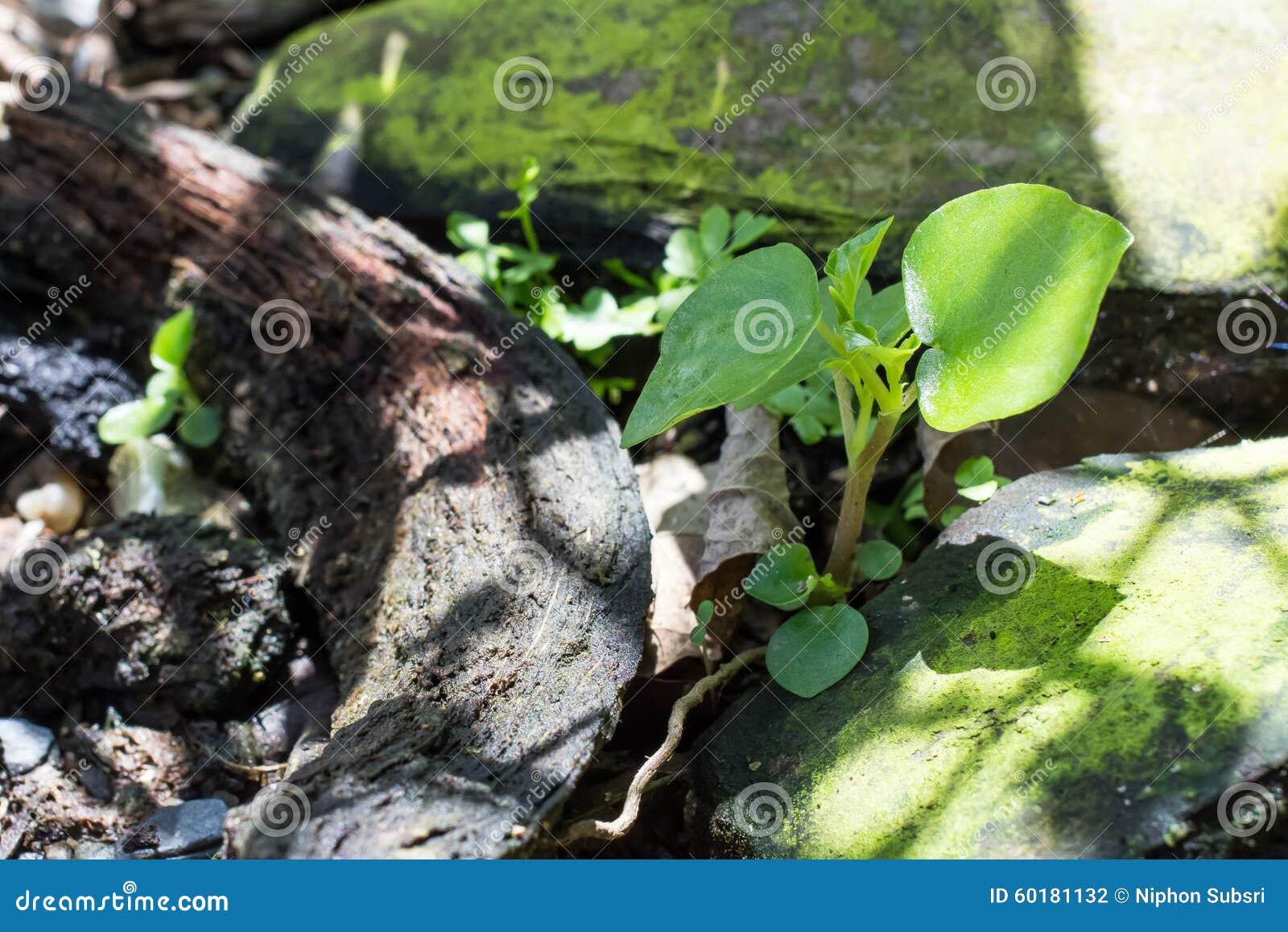Sprout tree stock photo. Image of isolated, clouds, background - 60181132