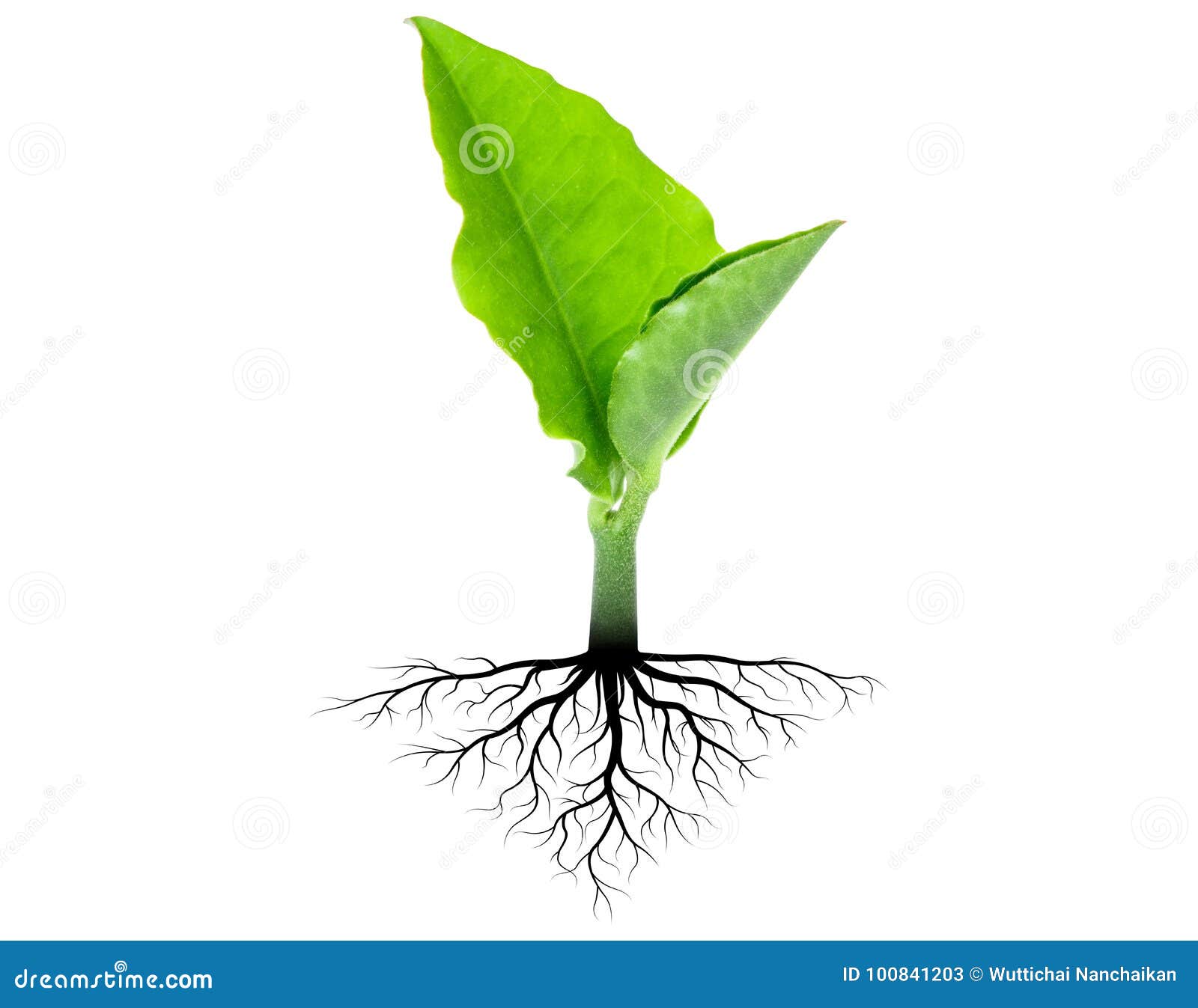 Sprout tree with root stock image. Image of branch, shape - 100841203