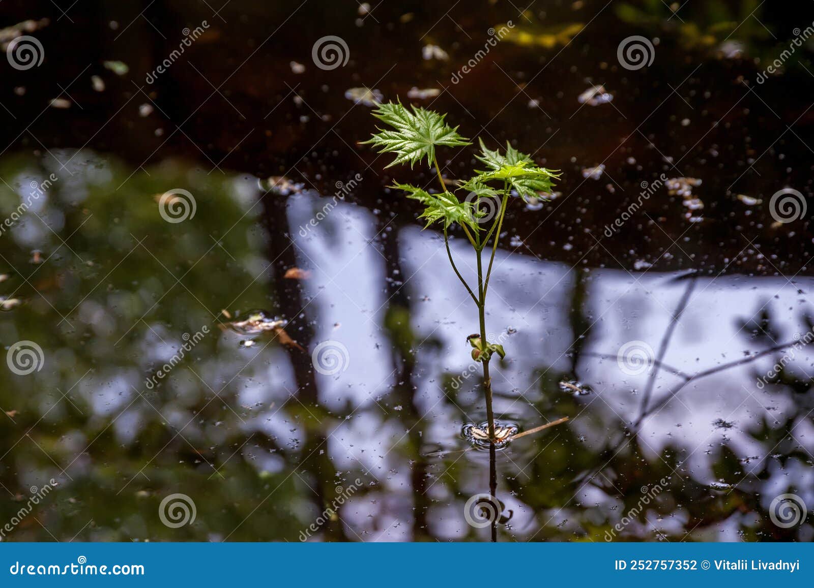 Sprout of a tree in water stock photo. Image of pastime - 252757352
