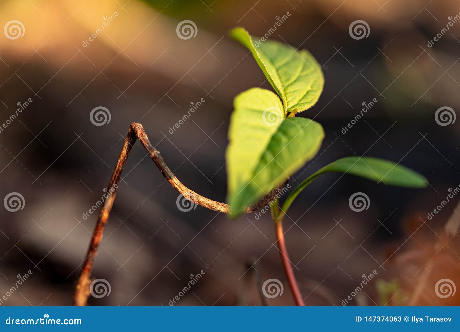 Sprout Tree. Young Tree on a Blurred Background Stock Image - Image of ...