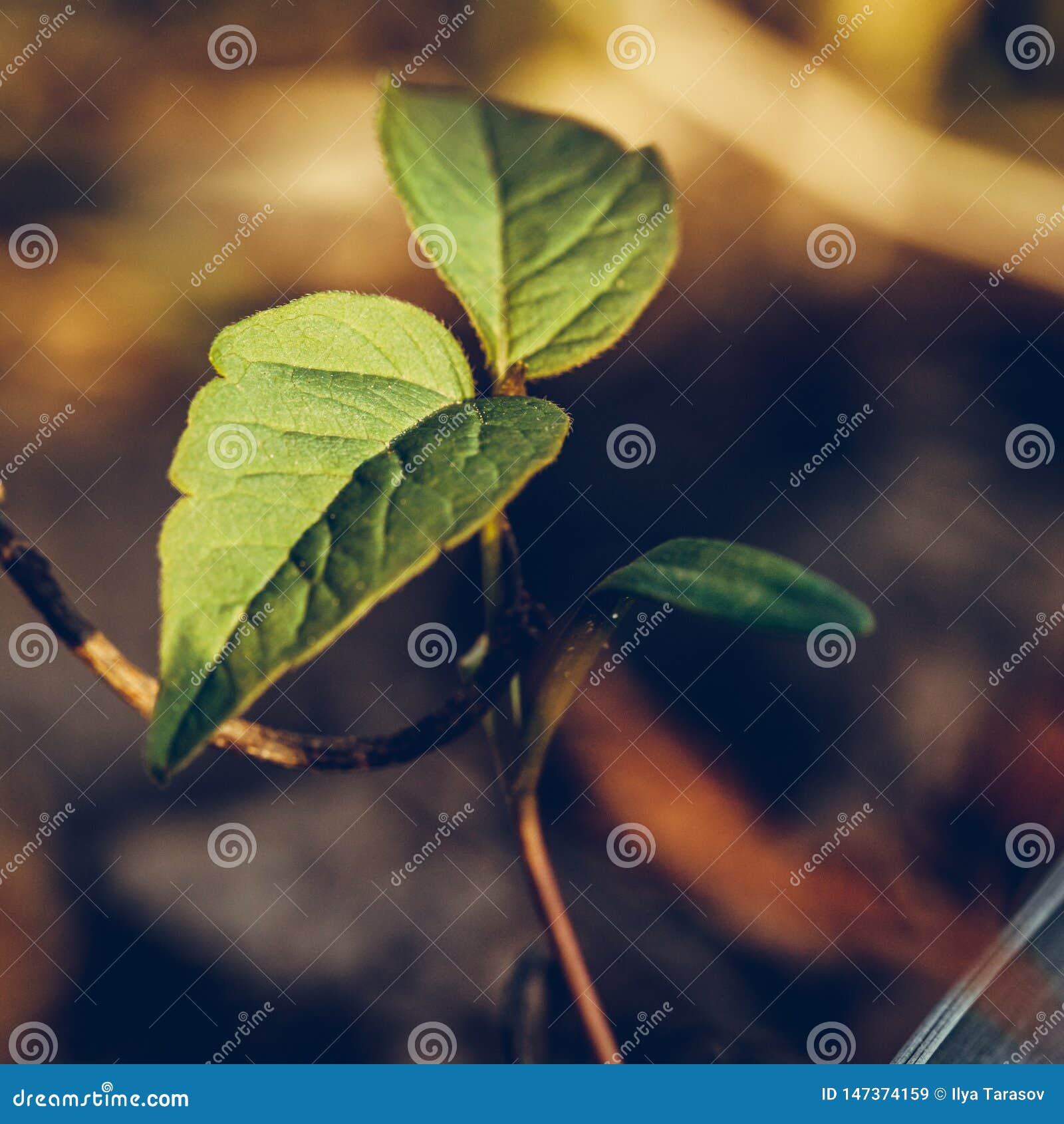 Sprout Tree. Young Tree on a Blurred Background Stock Image - Image of ...