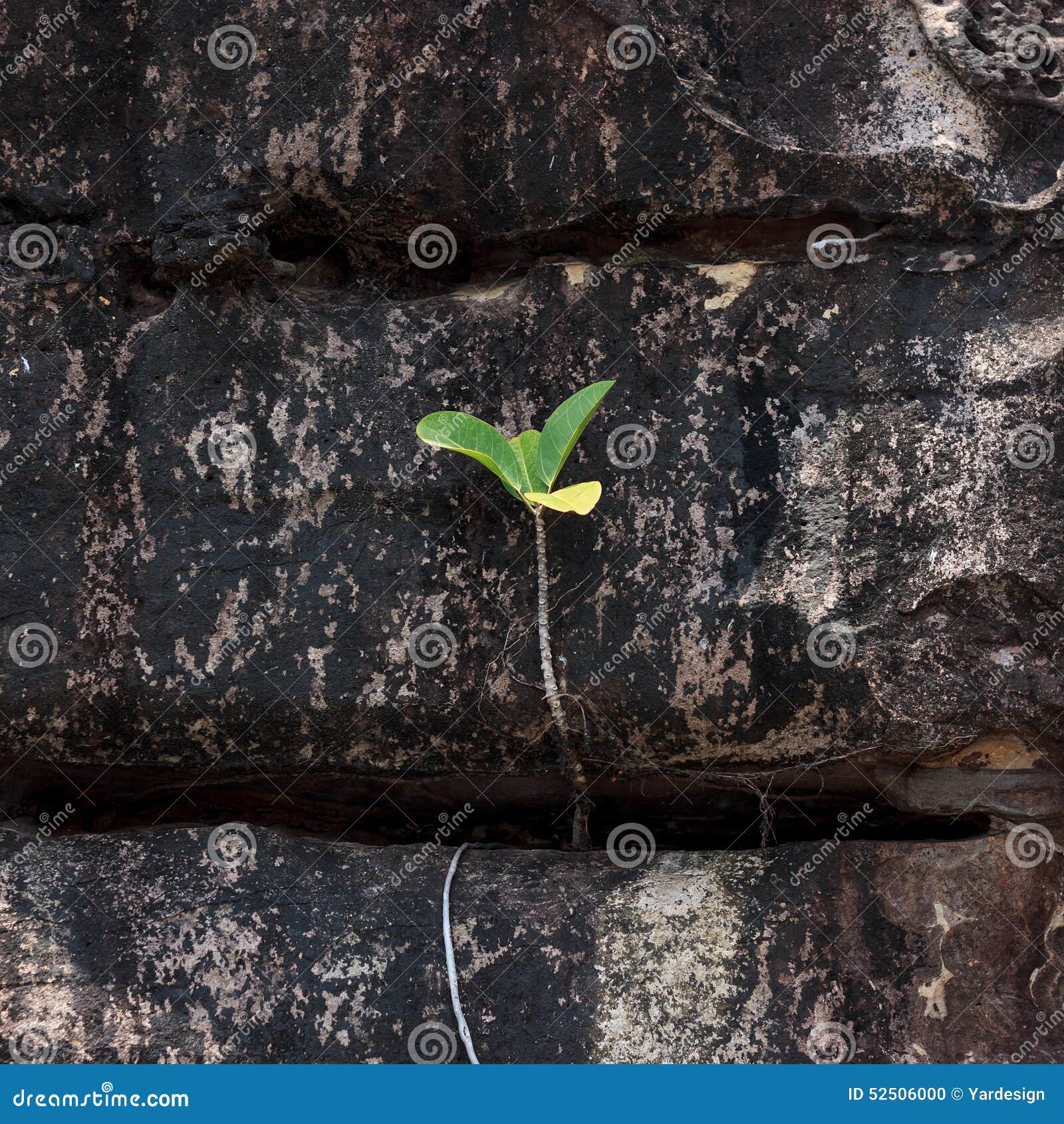 Sprout of Troical Tree Groing in the Rock Stock Photo - Image of ...