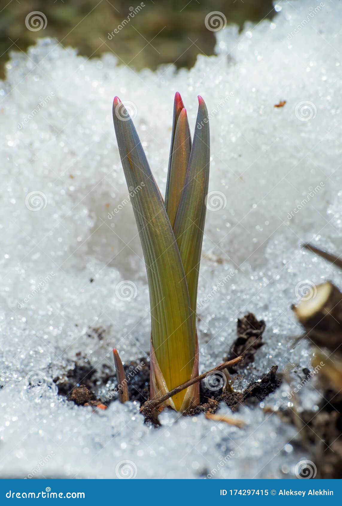 Sprout of a Tulip in Early Spring Stock Image - Image of prime, leaf ...