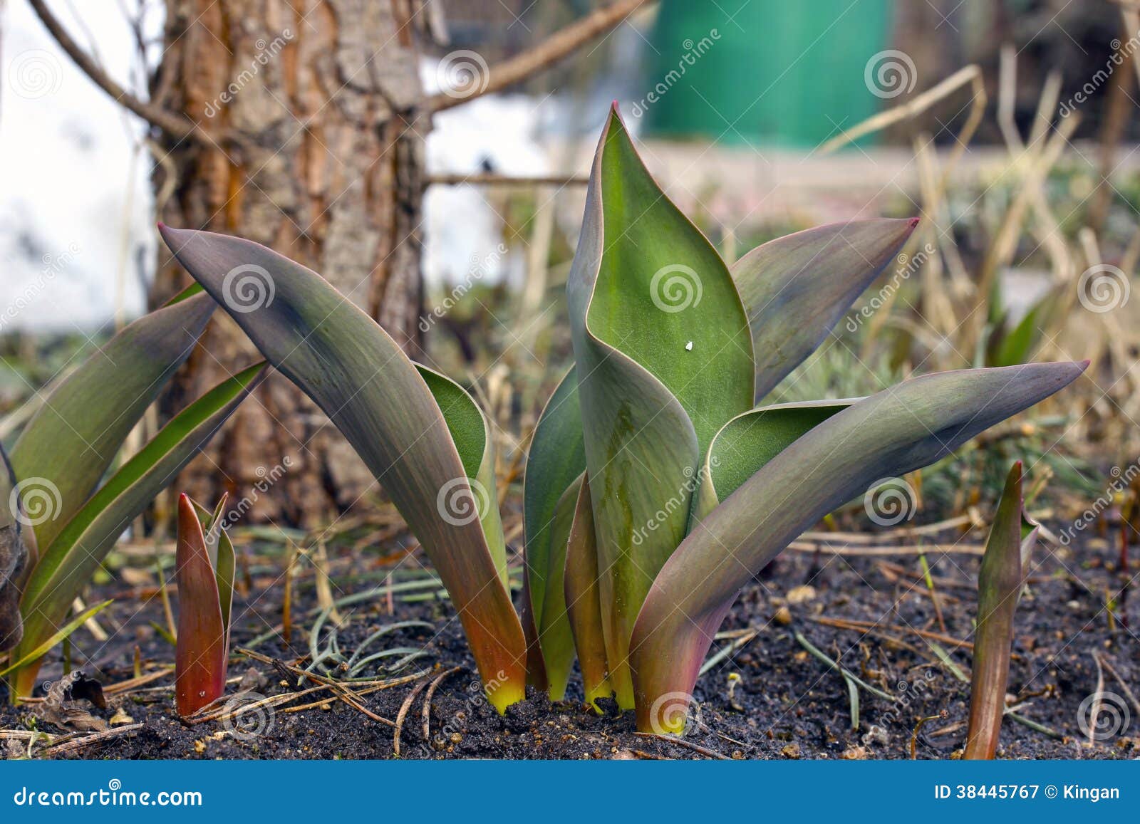 Sprout tulip in the garden stock image. Image of snow - 38445767