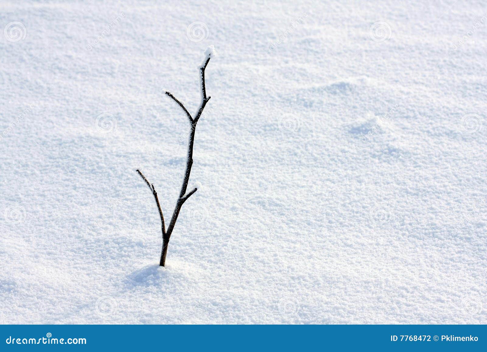 The sprout under snow stock photo. Image of cover, snow - 7768472