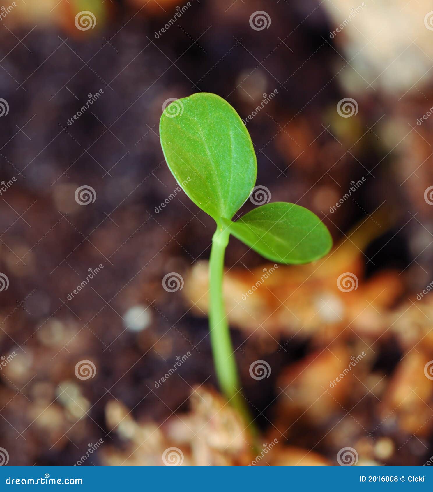 Sprout verde, vida nova foto de stock. Imagem de nascimento - 2016008