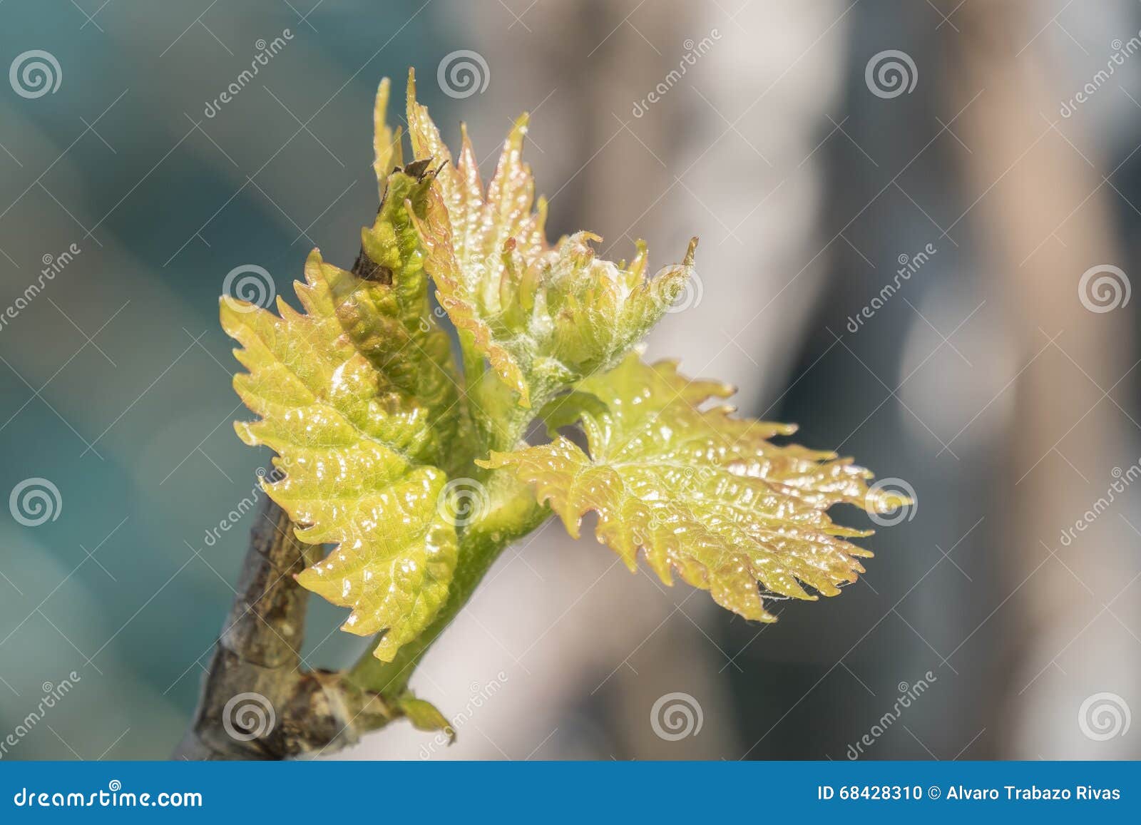 Sprout of Vitis Vinifera, Grape Vine Stock Photo - Image of macro, grow ...
