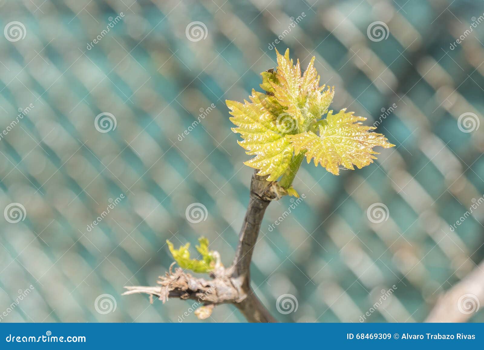 Sprout of Vitis Vinifera, Grape Vine Stock Image - Image of farmland ...