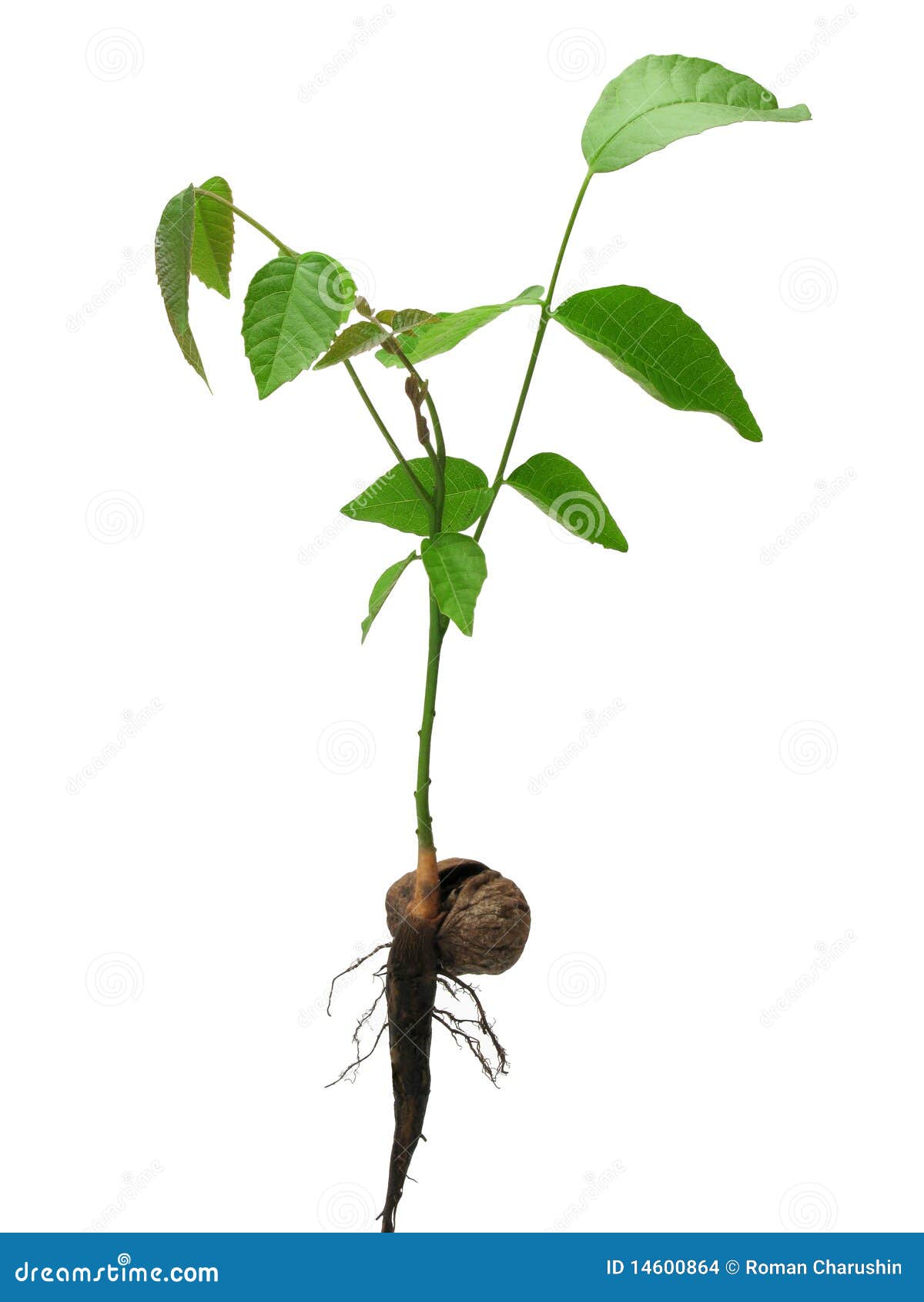 Sprout walnut stock photo. Image of nature, small, stem - 14600864