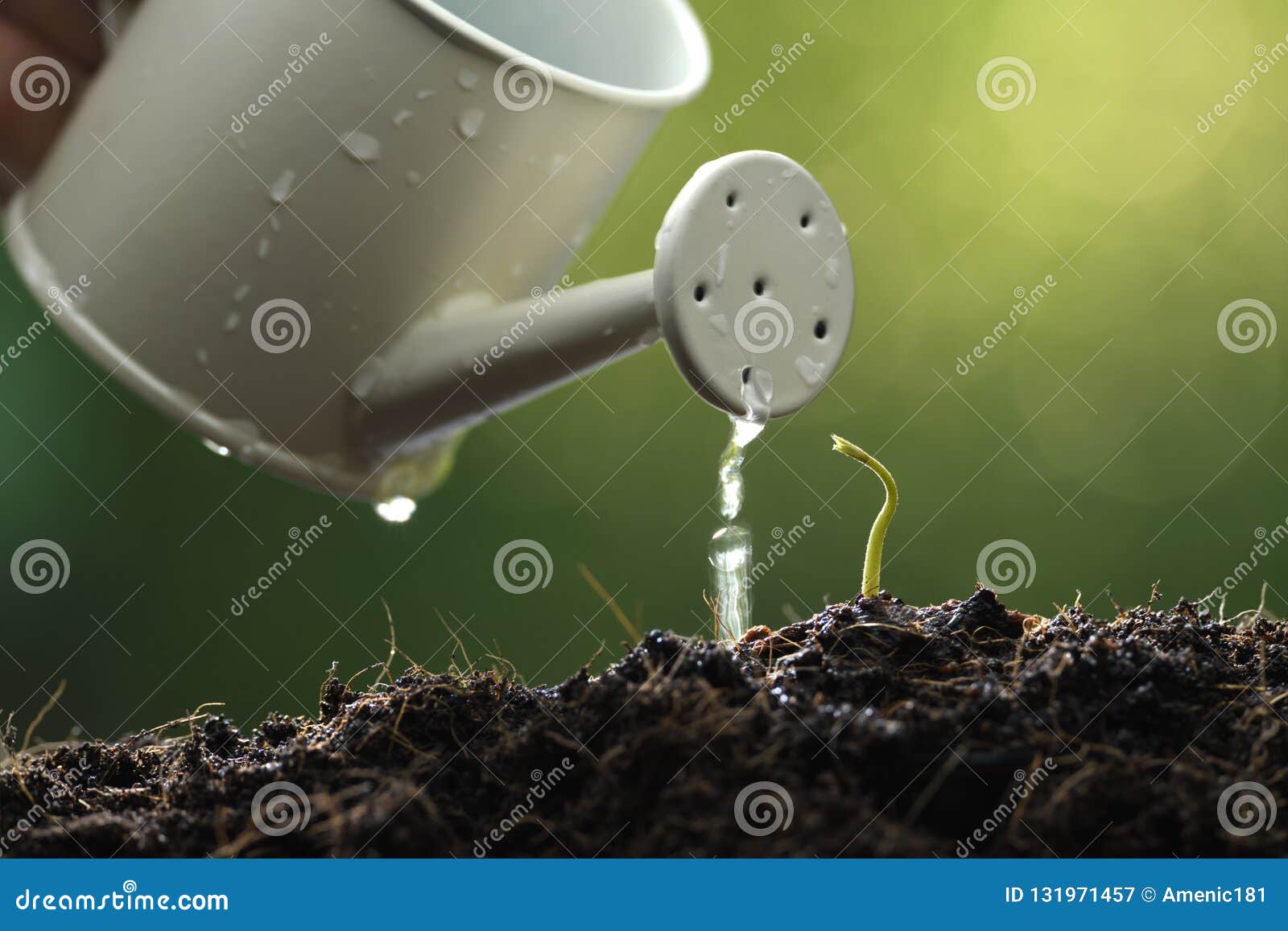 Sprout Watered from a Watering Can on Nature Background Stock Image ...