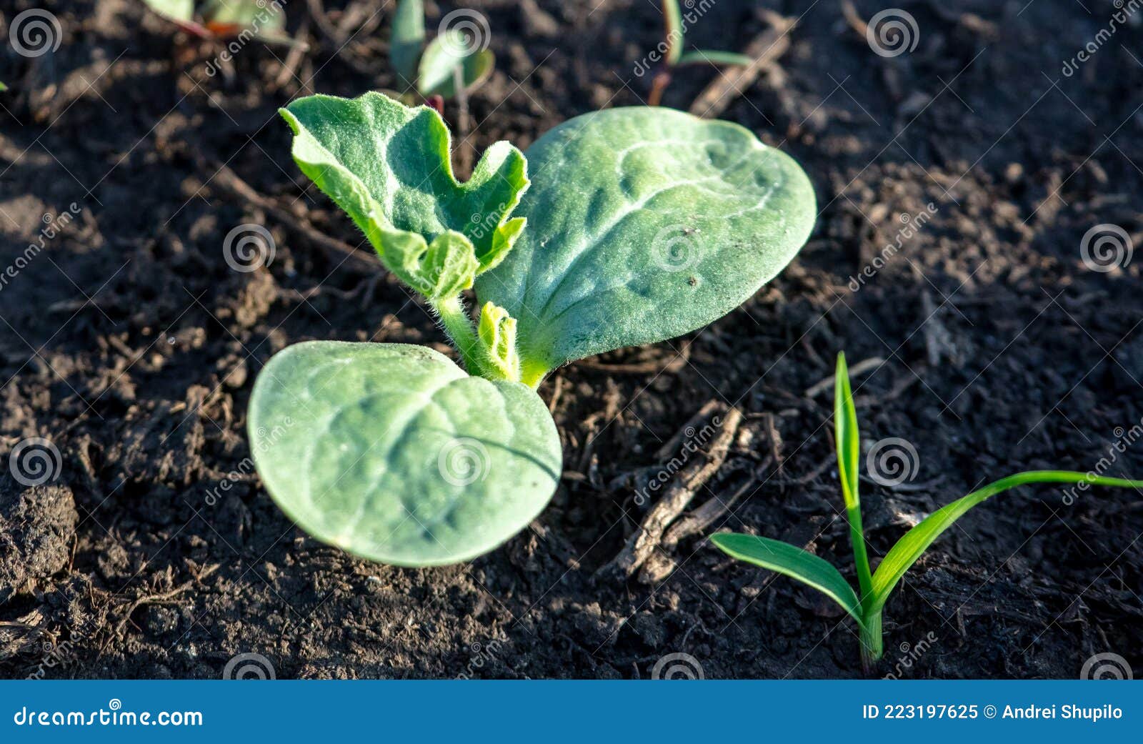 Sprout of Watermelon in the Ground in Spring. Stock Image - Image of ...